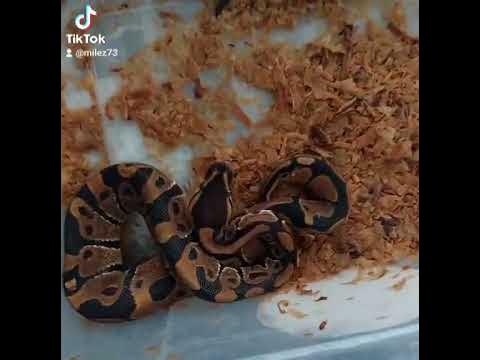 ball pythons and burmese python feeding - YouTube