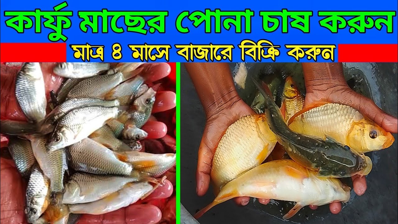 কার্ফু মাছের পোনা চাষ করুন মাত্র ৪ মাসে বাজারে বিক্রি করুন। karfue fish ...
