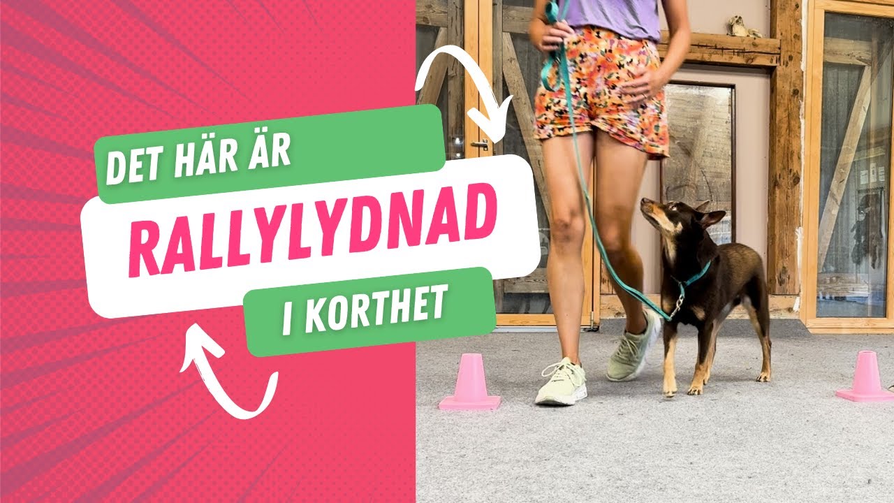 Det här är rallylydnad - YouTube