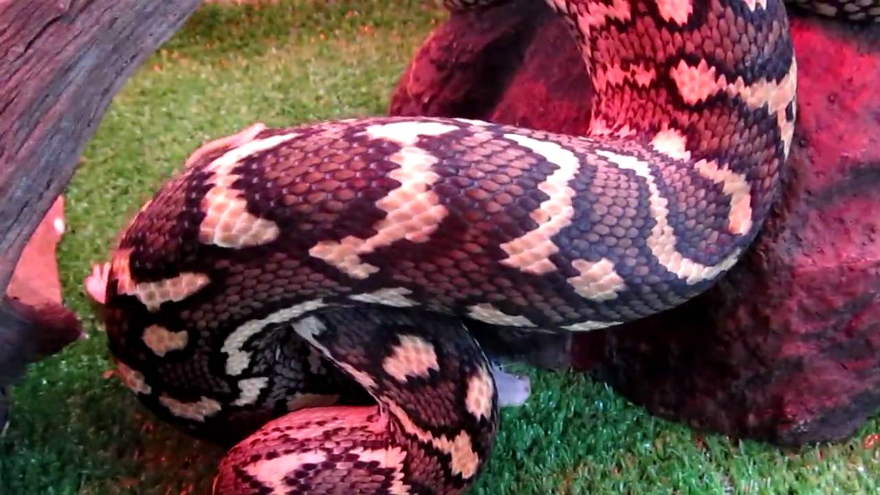 My Carpet Python at feeding time! - YouTube