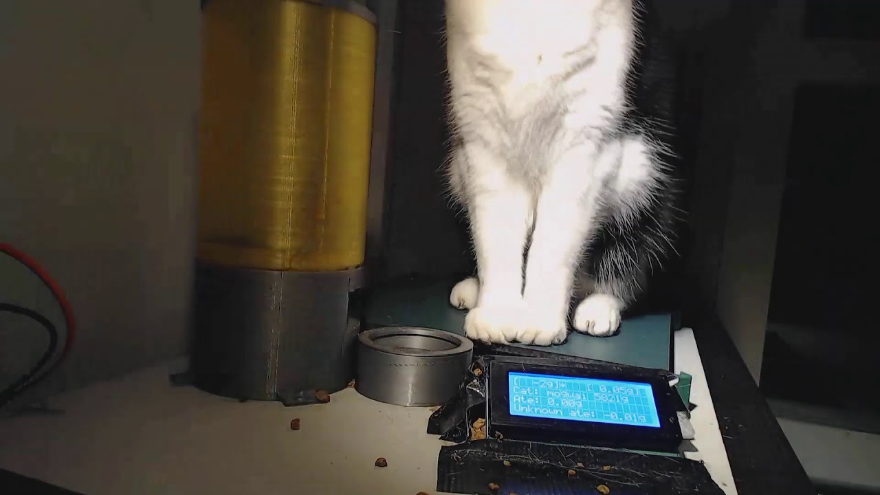 Live cat stream - YouTube