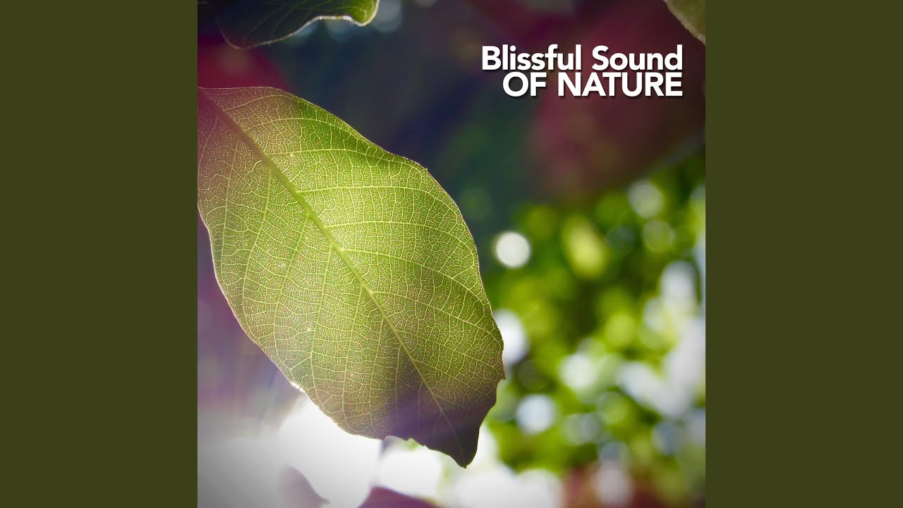 Diverted Stream - YouTube