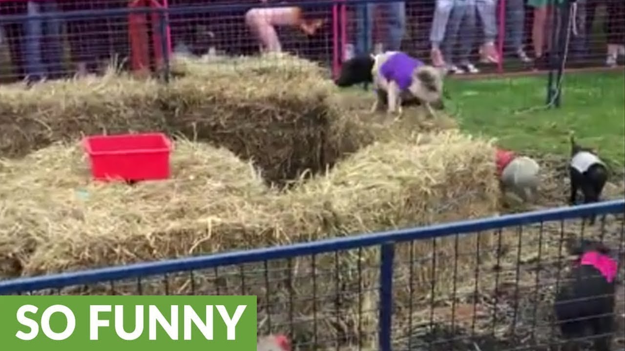 Hilarious piglet race will have you in stitches! - YouTube
