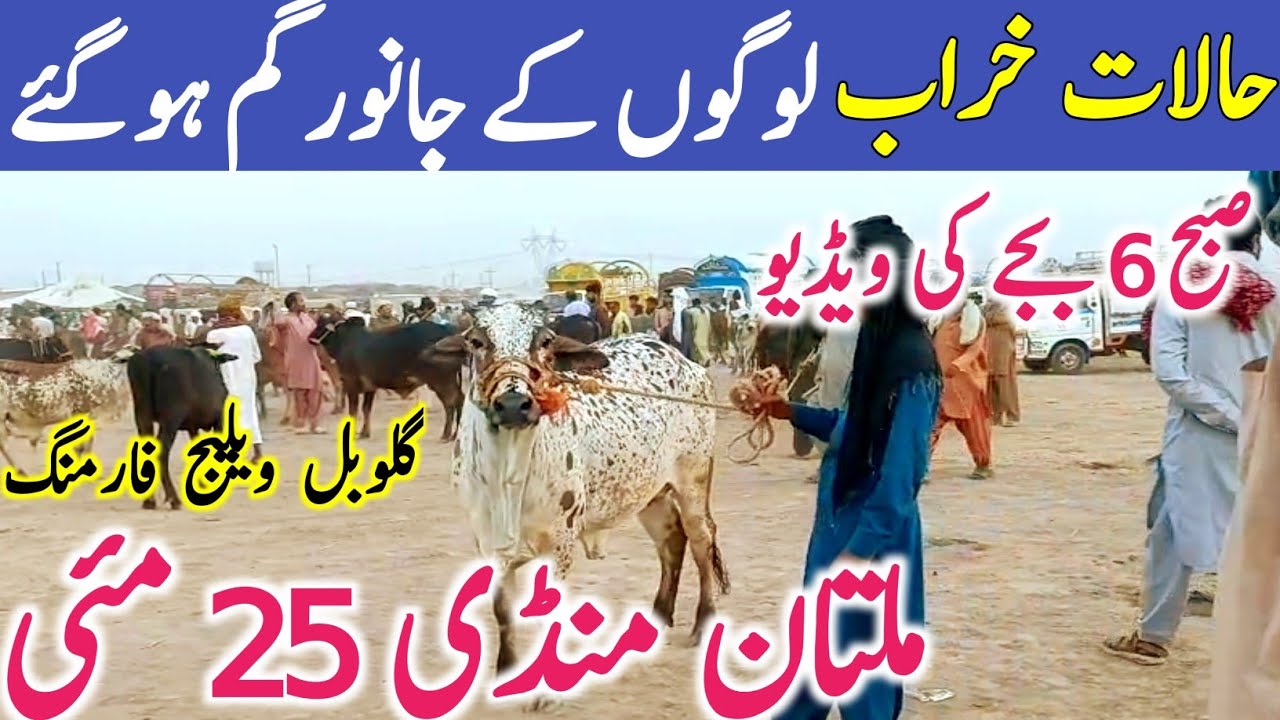 Today Multan Cow Mandi Qurbani 2025 | Multan Mandi Fresh Latest Video ...