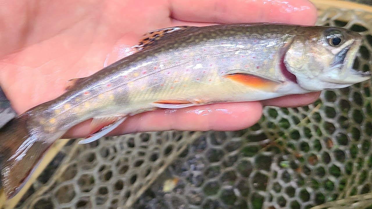 Fishing for brook trout and Chattahoochee bass - YouTube