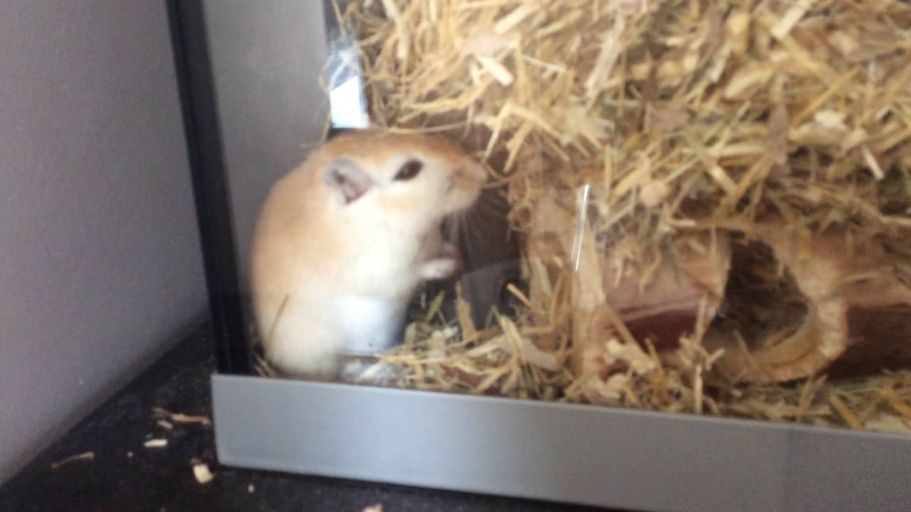 Gerbil feet tapping - YouTube