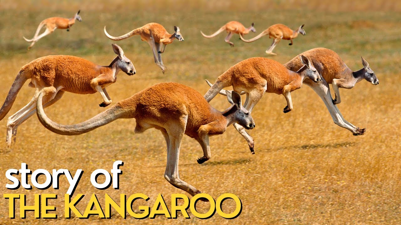 STORY OF THE KANGAROO | Documentary video with all details about ...
