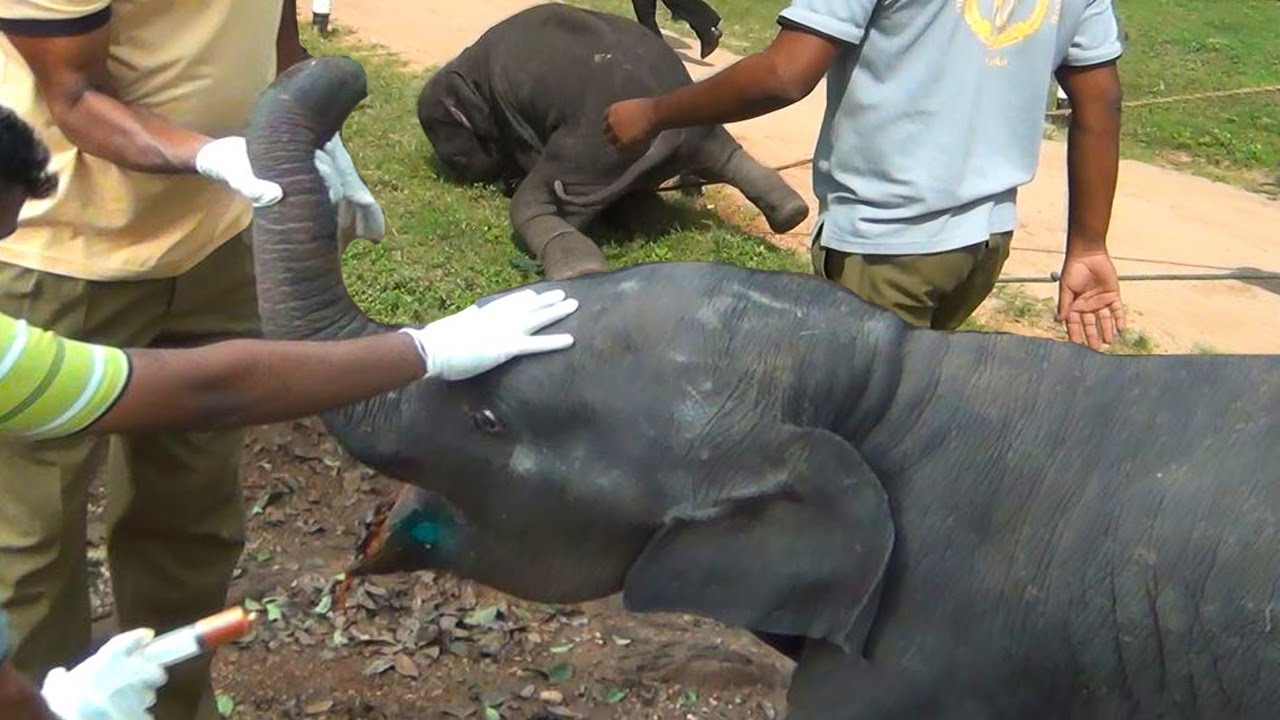 Healing of baby elephant with mouth injury after successful treatment ...