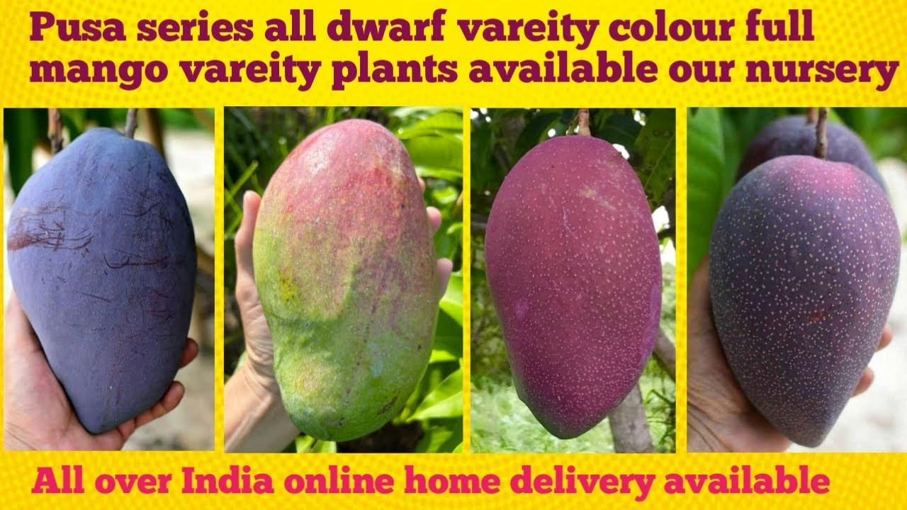 Pusa series all dwarf colour full mango vareity plants available our ...