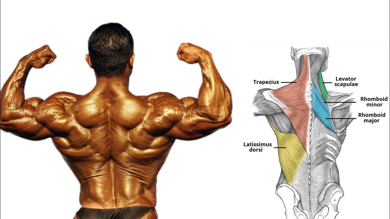 Best Back Exercises to Build Thick and Wide Back | Best Back Workout ...