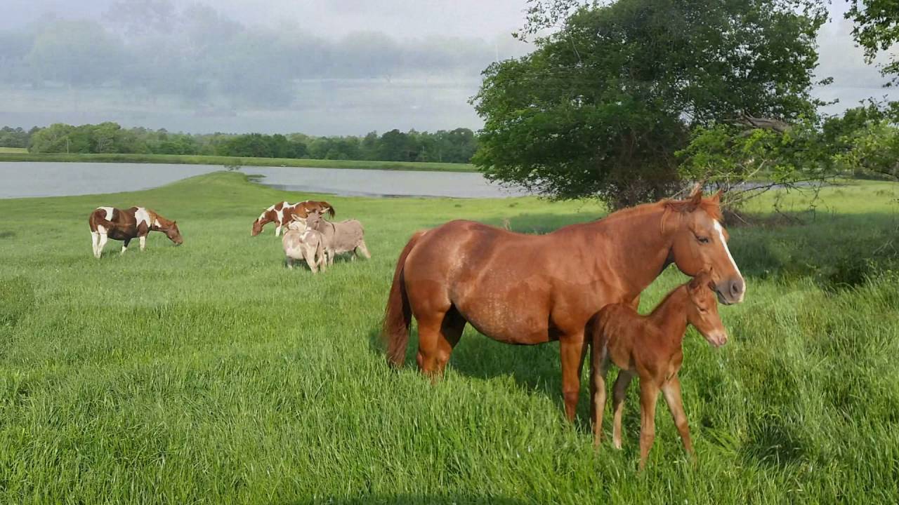 Moore Ranch / 6J Paint Horses - FOR SALE - YouTube