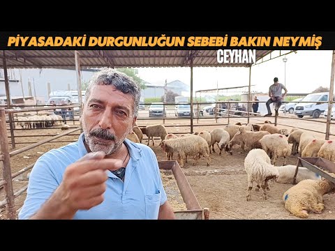 3 Temmuz 2026 Ceyhan küçükbaş hayvan pazarı #kurbanlık #adaklık #toklu #kuzu #animals #çiftlik #keçi