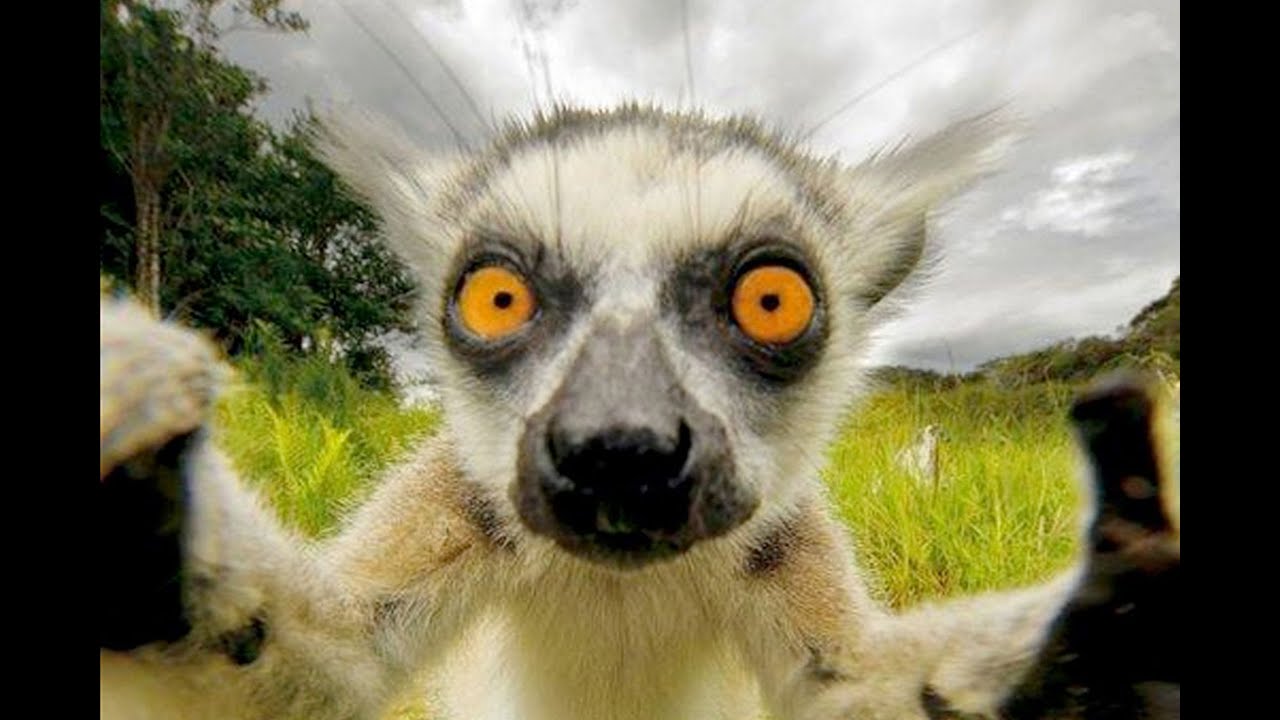 Funny Animals 4 - YouTube