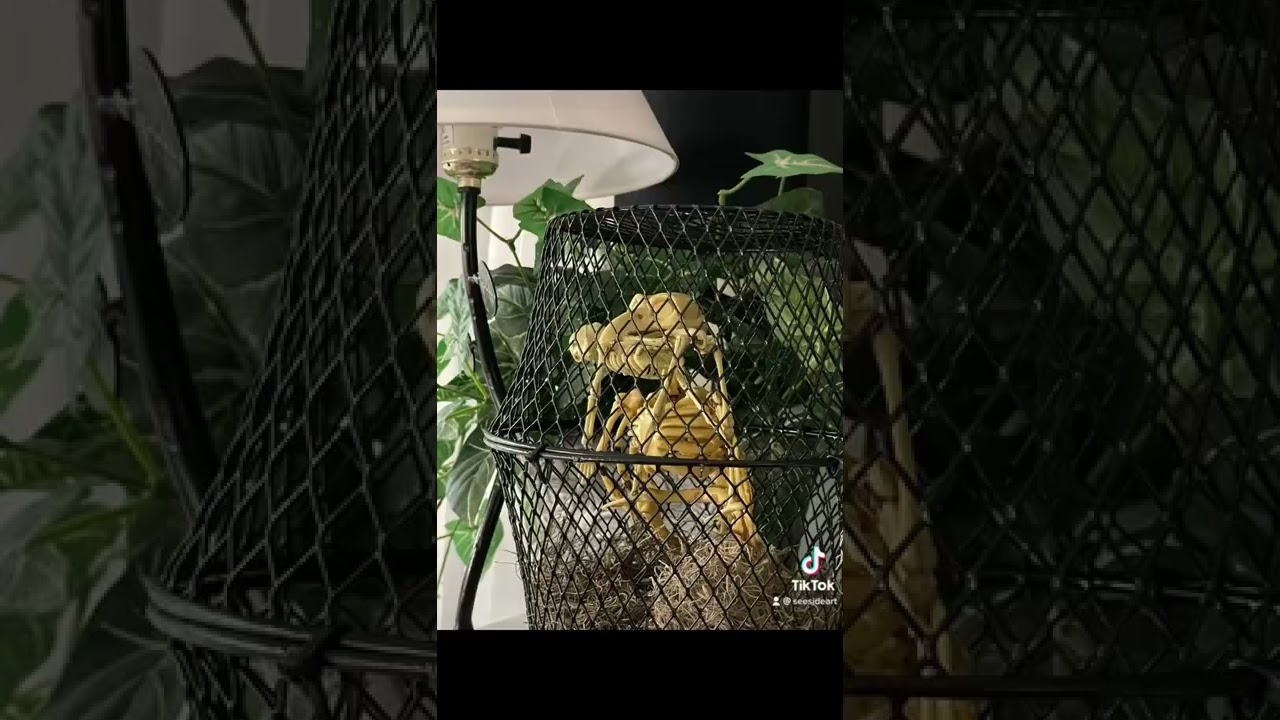 Dollar Tree DIY Halloween Bird Cage 2022 SeeSide Art Halloween Decor ...