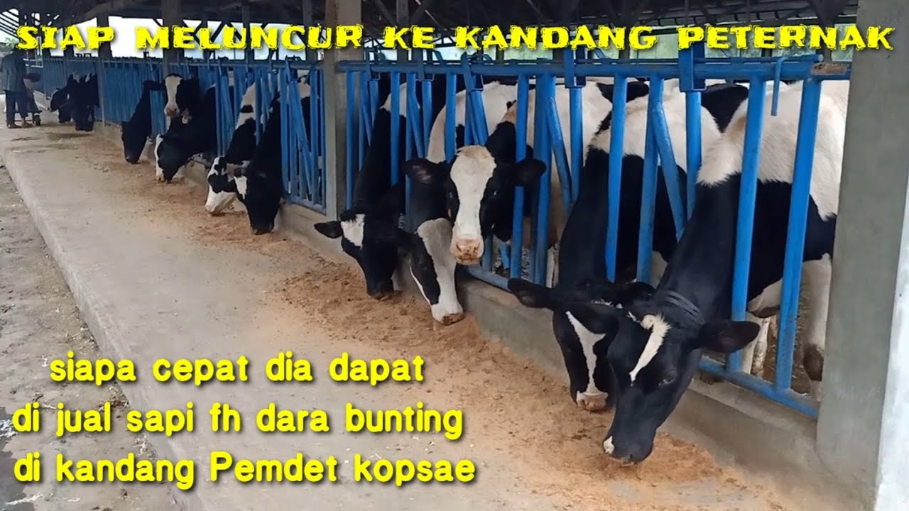 lelang sapi fh dara bunting berkwalitas di kandang Pemdet kopsae Pujon ...