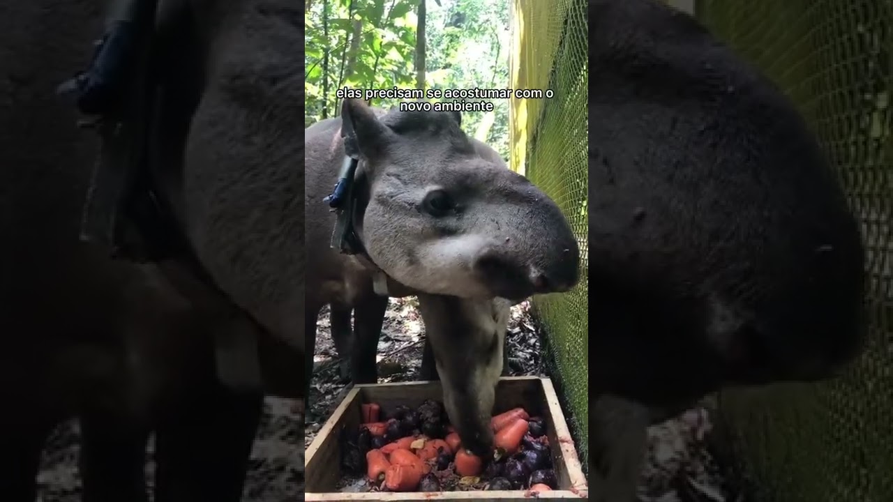 Quanto que uma anta come? - YouTube