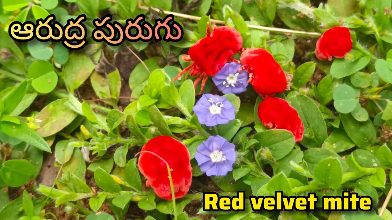 ఆరుద్ర పురుగు||Red velvet might||information about red velvet might ...