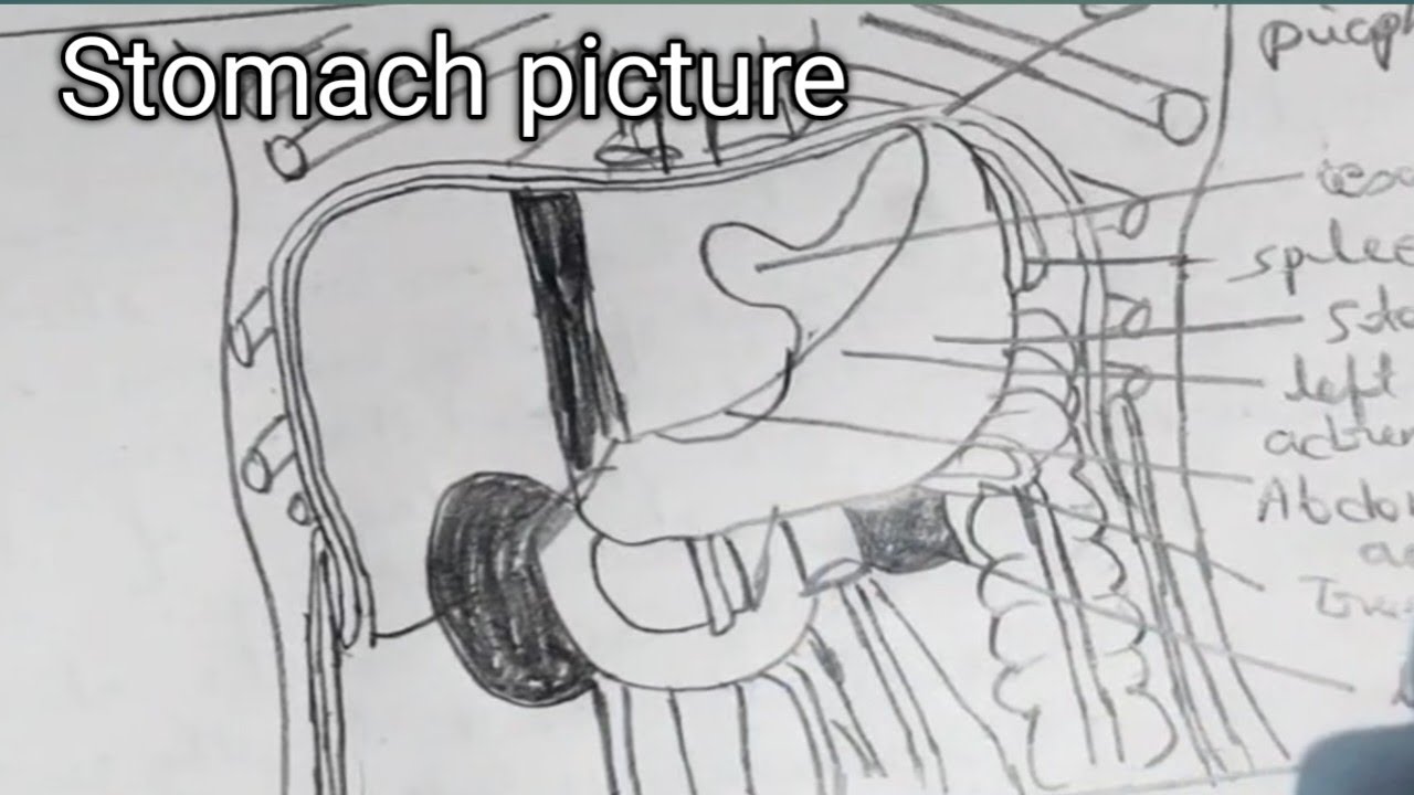 How to Draw Human Stomach,//Draw And label It step by step full video ...