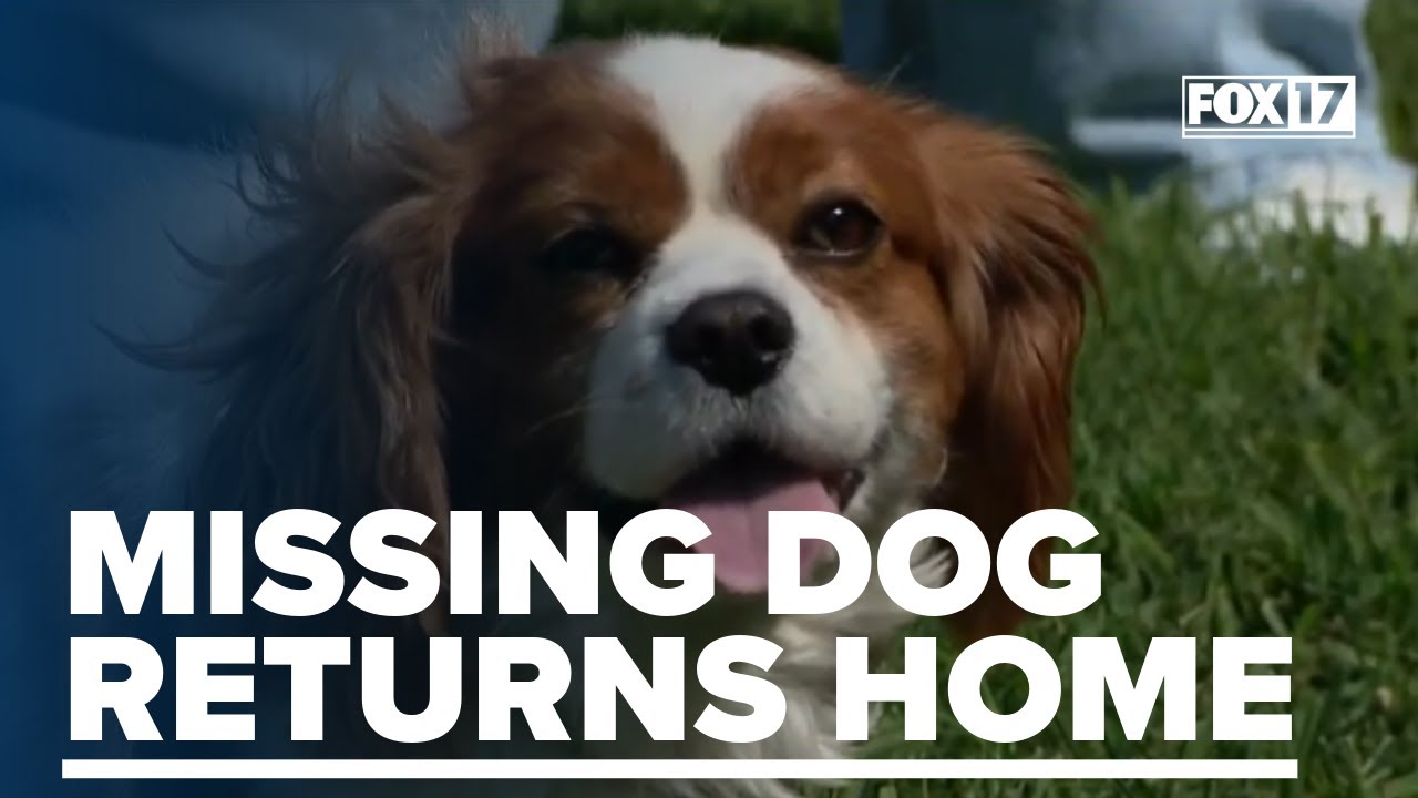 Family dog missing three years makes tail-wagging return home in ...