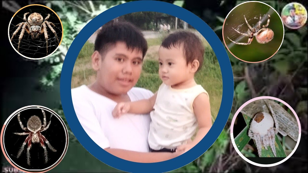 Halos nasa lupa na ang mga gagamba #gagamba - YouTube