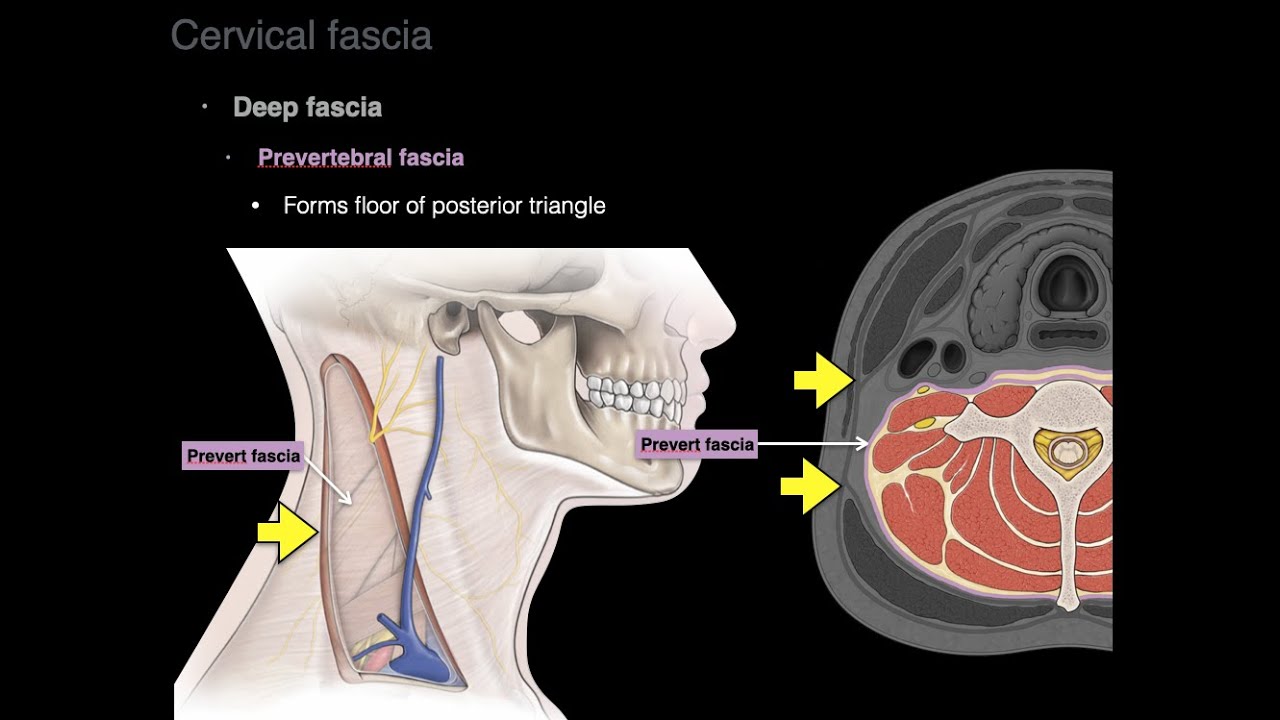 Fascial Layers Deep Superficial TeachMeAnatomy, 56% OFF