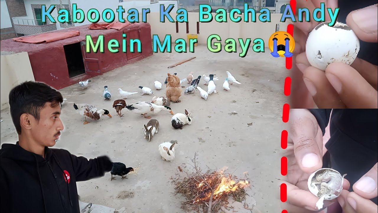 Kabootar Ka Bacha Andy Mein Mar Gaya (Pets House) - YouTube