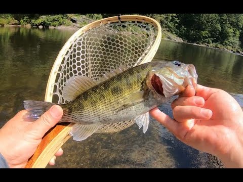 Caught some Bartram's Bass in the North Georgia Mountains. 배스 낚시 - YouTube