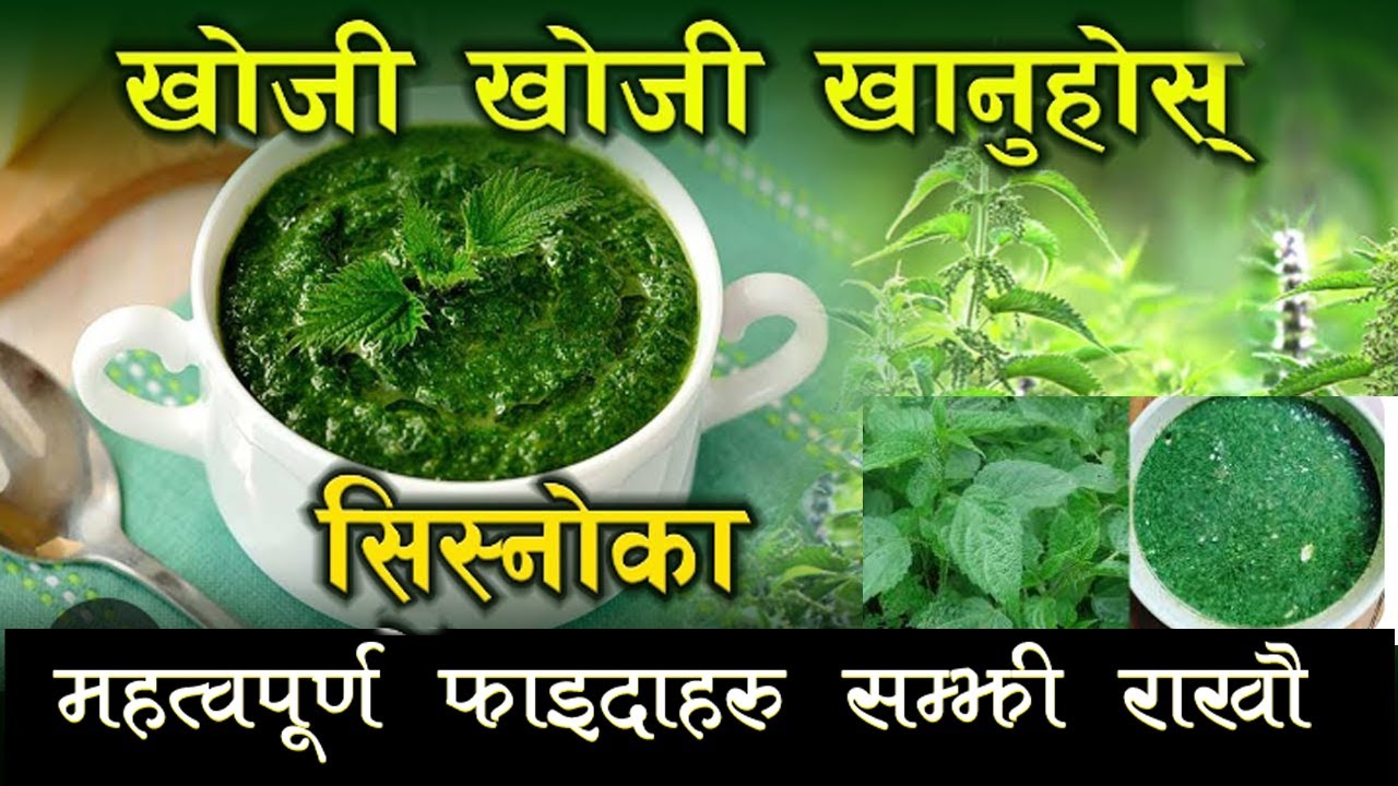 Sisno | अब खोजी खोजी खानुहोस | सिस्नोका अचुक फाइदाहरु छन | धेरै रोग ...