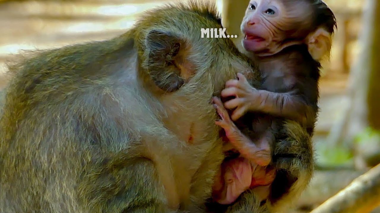 Milk... Milk.. Poor little baby monkey crying tantrum angry mum not ...
