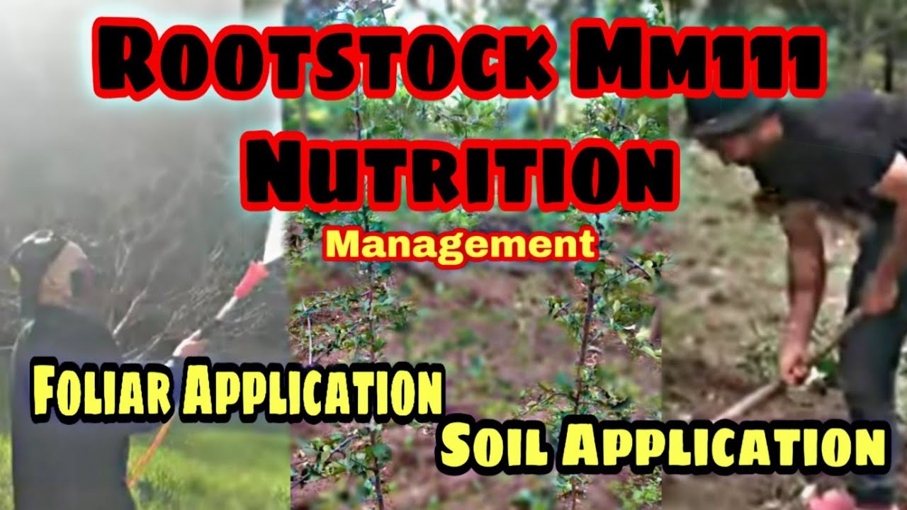 Rootstock MM111 Nutrition management, Apple nutrition management by ...