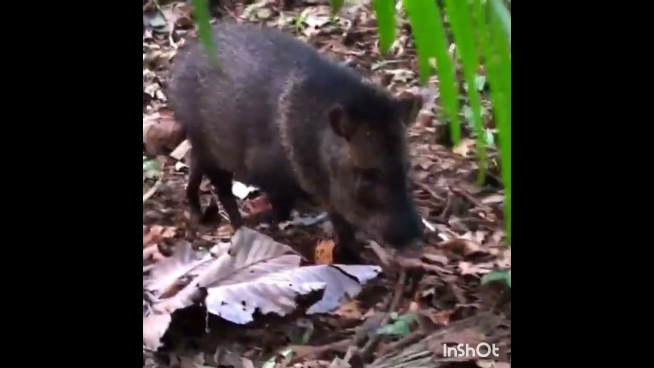 tiger jaguar vs wild boar - YouTube