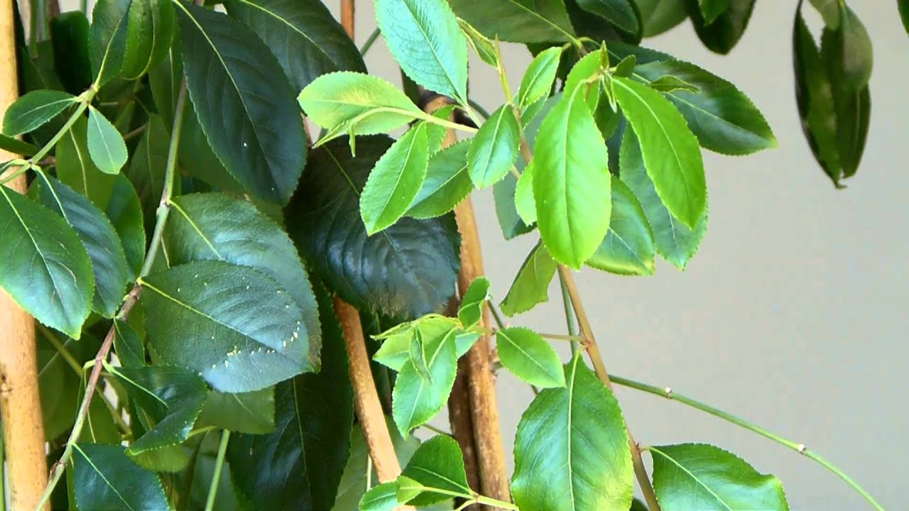 Poisonous Plants 1-2-1 Catha edulis, khat - YouTube