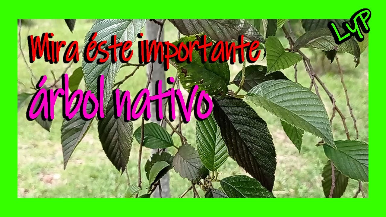 Conoce este IMPORTANTE árbol 🌱🌿🔥 Aliso (Alnus acuminata) aliso andino ...