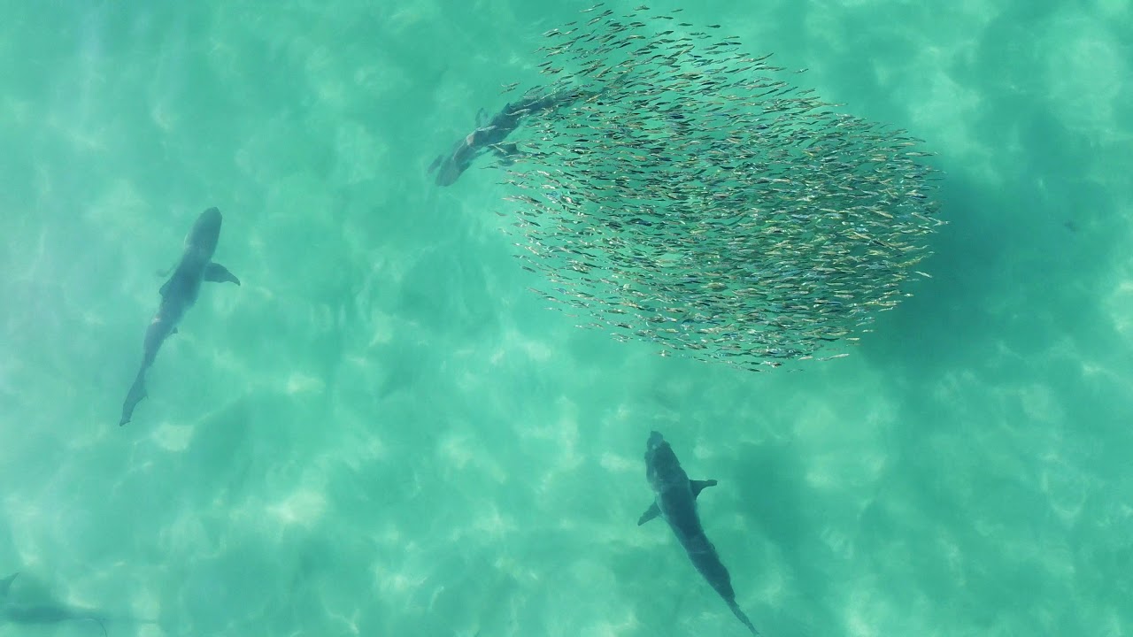 Drone Alone - Sharks on sardine shoal - YouTube