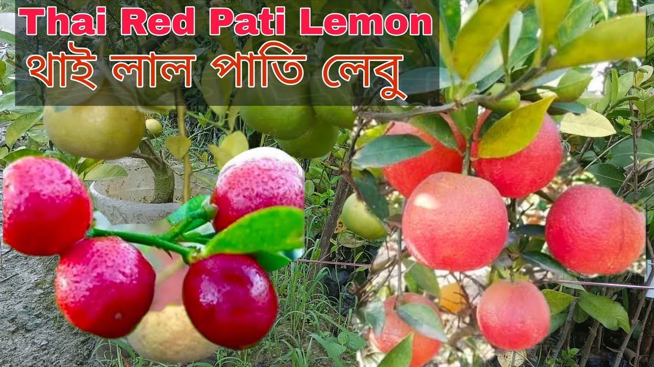 লাল পাতি লেবুর অবাক করা ফলন || Red Patti lemon , Best colorful lemon ...