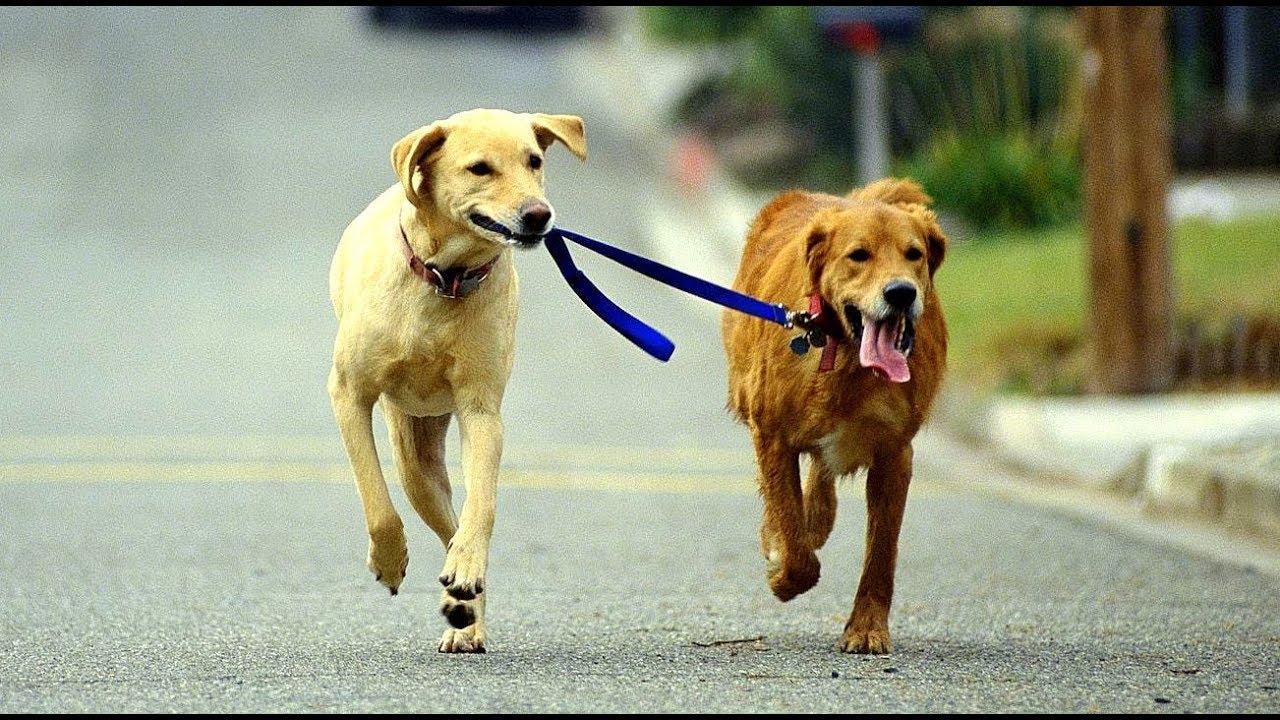 Walking Your Dog on Shabbat - YouTube