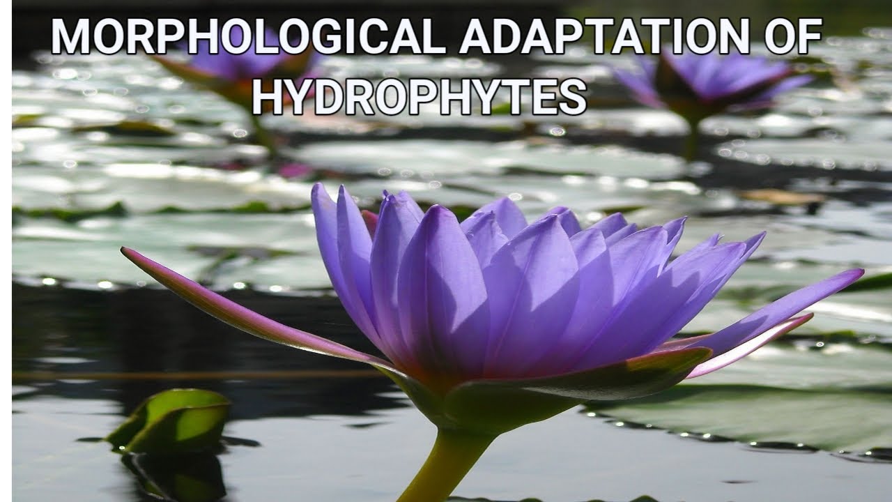 MORPHOLOGICAL ADAPTATION IN ROOTS OF HYDROPHYTES PART -2 - YouTube