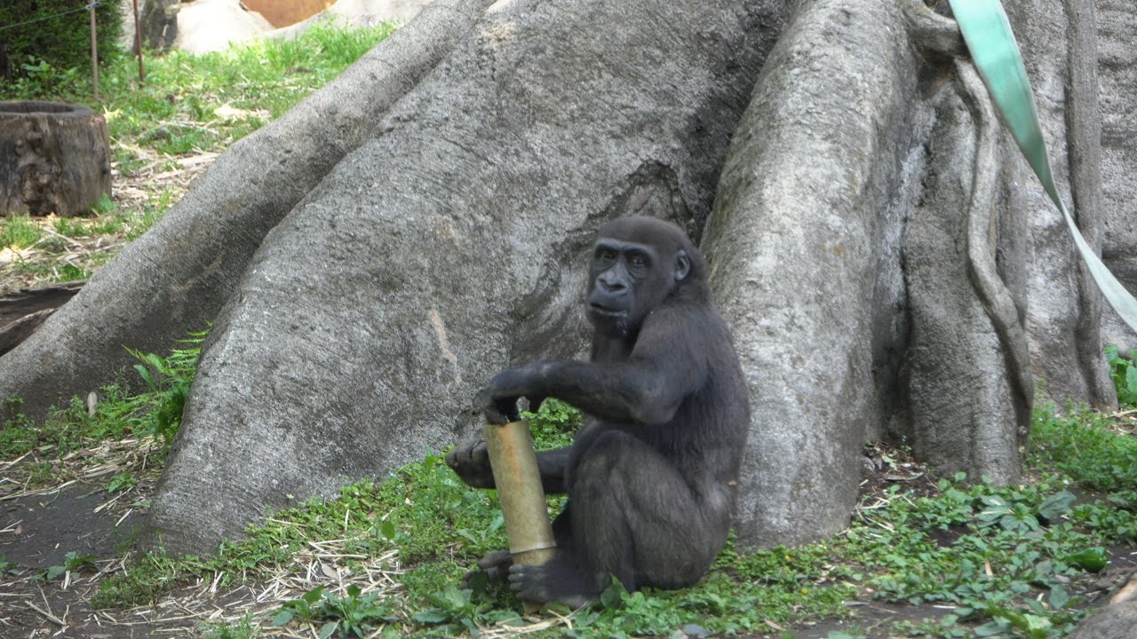GORILLA BEHAVIOR Are the female gorillas better at using a tool in the ...