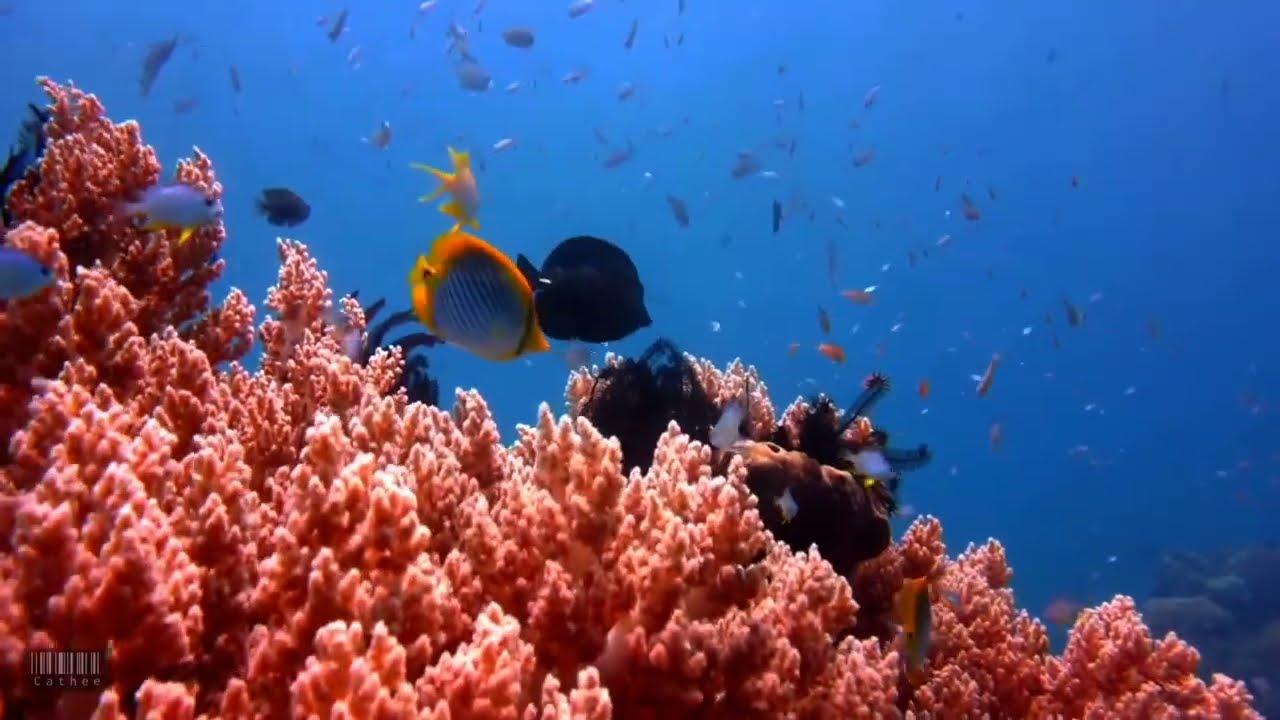 Underwater Videos | Colorful Fish #scubadiving #DauinNegosOriental # ...