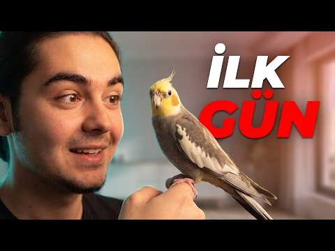 Yeni Sultan Papağanımız - Sultan Papağanı Nasıl Eğitilir?