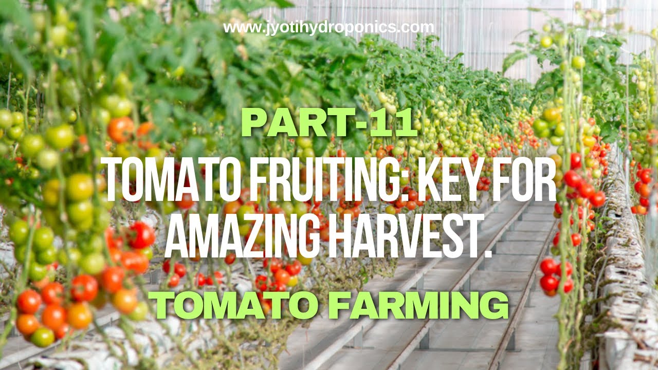 Hydroponics Tomatoes | Part 11 Tomato fruiting: key for amazing harvest ...