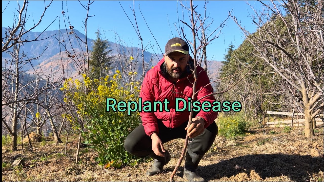 Failure in M9 | Plant loss | Replant disease | - YouTube