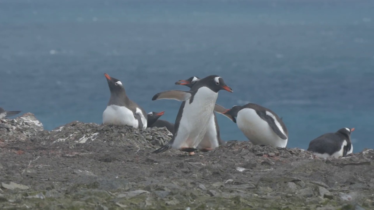 Gentoo penguin stealing stones at antarctica.(젠투 펭귄 돌 도둑질) - YouTube