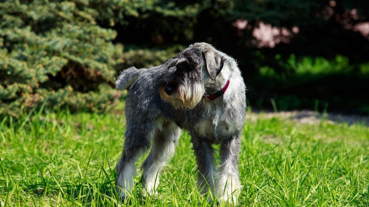 Are Miniature Schnauzers known for nipping or biting behaviors? - YouTube