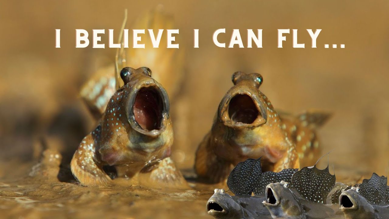 Walking with Mudskippers: A Fish That’s Happy Out of Water #Mudskipper ...