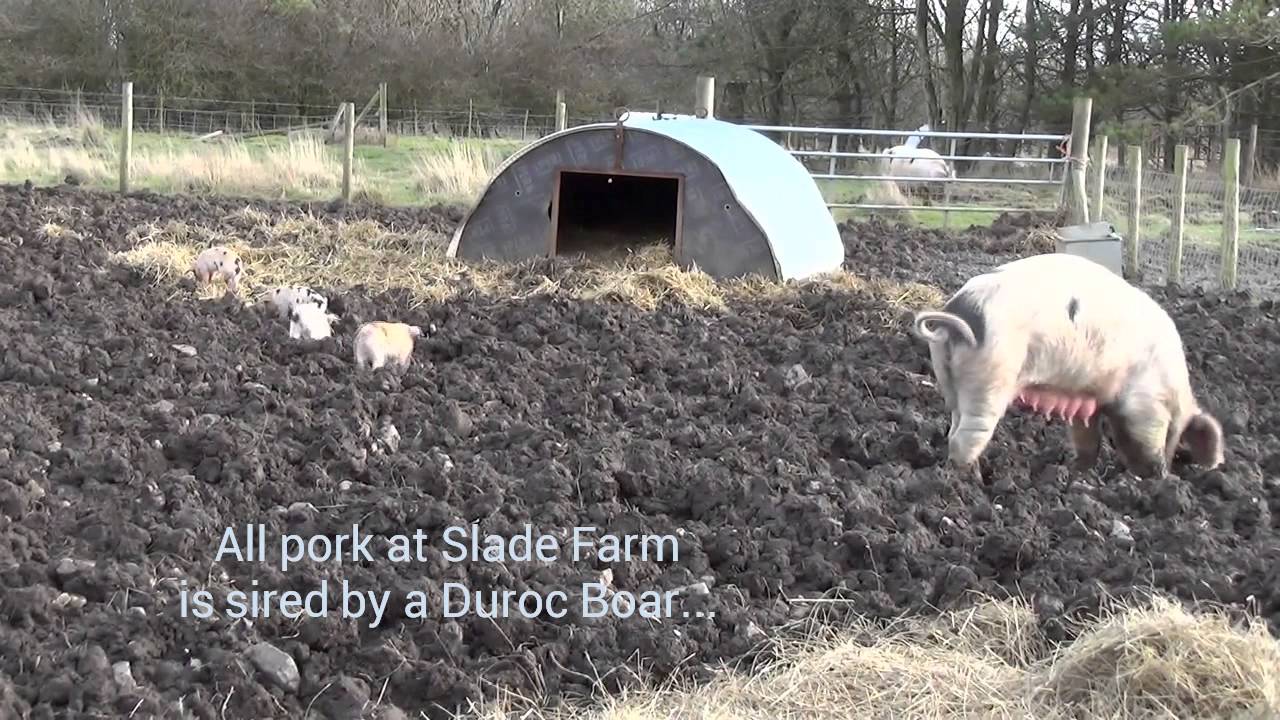 Gloucester Old Spot at Slade Farm Organics - YouTube