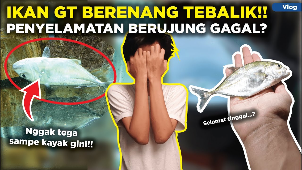 SUPER PANIK!! IKAN GIANT TREVALLY BERENANG TERBALIK, BERHASIL SELAMAT ...