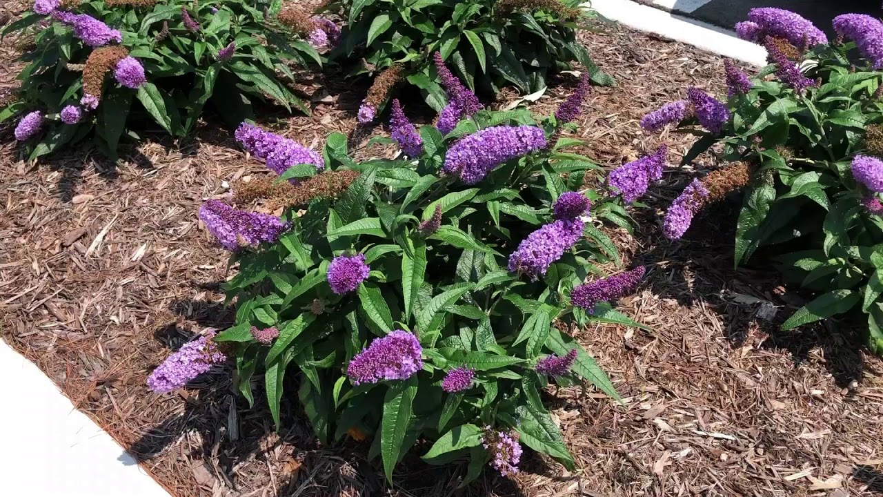 PUGSTER® Amethyst Buddleia | www.gardencrossings.com - YouTube