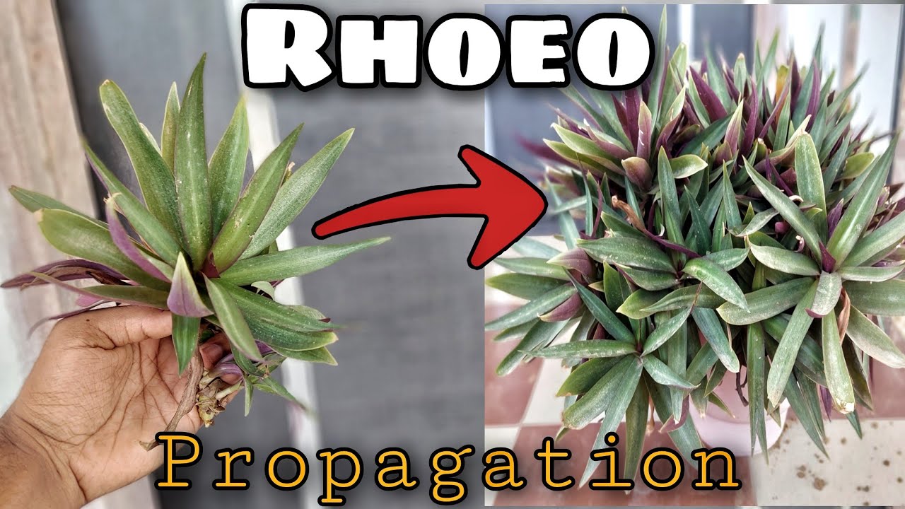 Rhoeo plant | propagation of rhoeo plant | #garden #plant #gardening ...