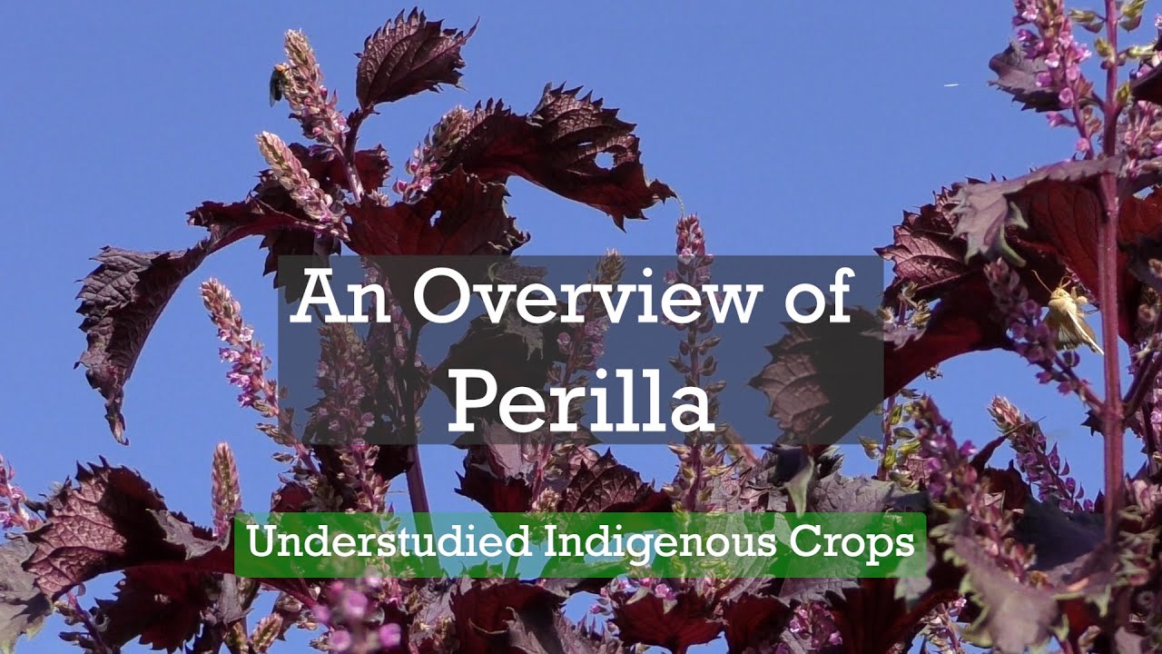 An Overview of Perilla | Understudied Indigenous Crops - YouTube